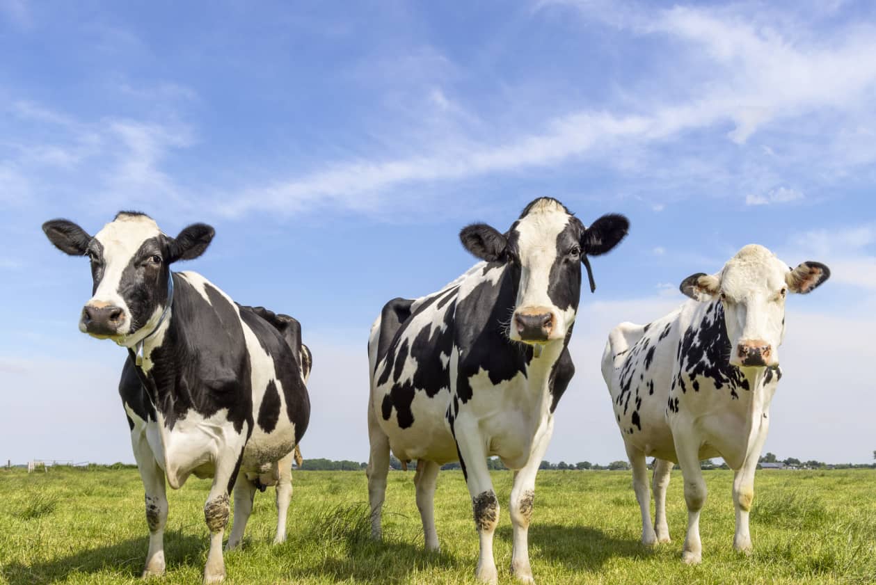 California man sentenced to nearly seven years in $9 million cow-poop ...