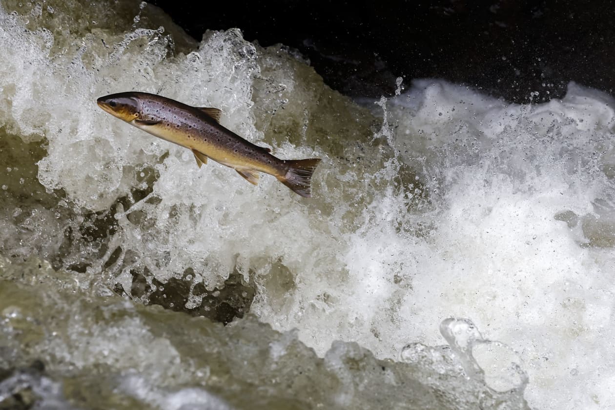 Elanco’s stock heads for 18-month high as company sells aqua business ...