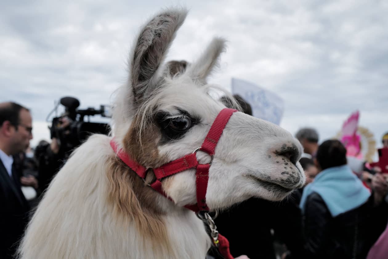 Meta makes public its free ChatGPT rival, Llama - MarketWatch