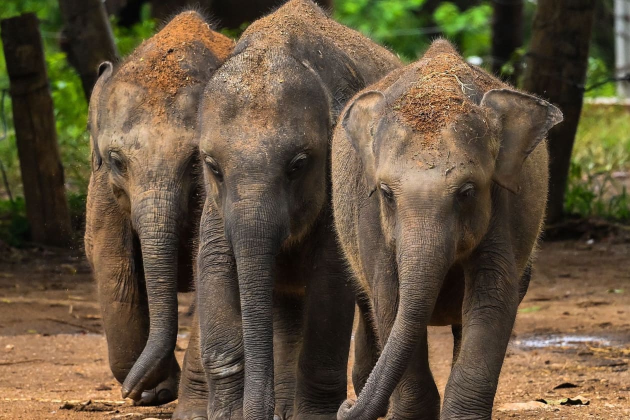 Stocks might not get trampled by central bank ‘elephants.’ We were ...