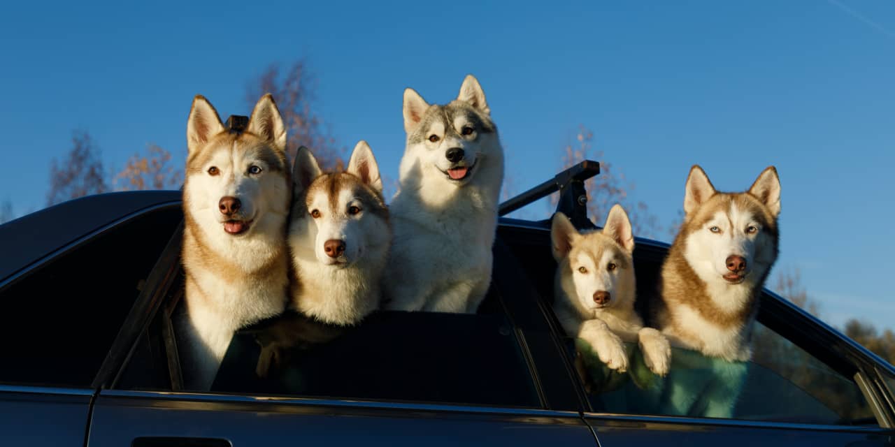 The 10 best new cars for dog lovers - MarketWatch
