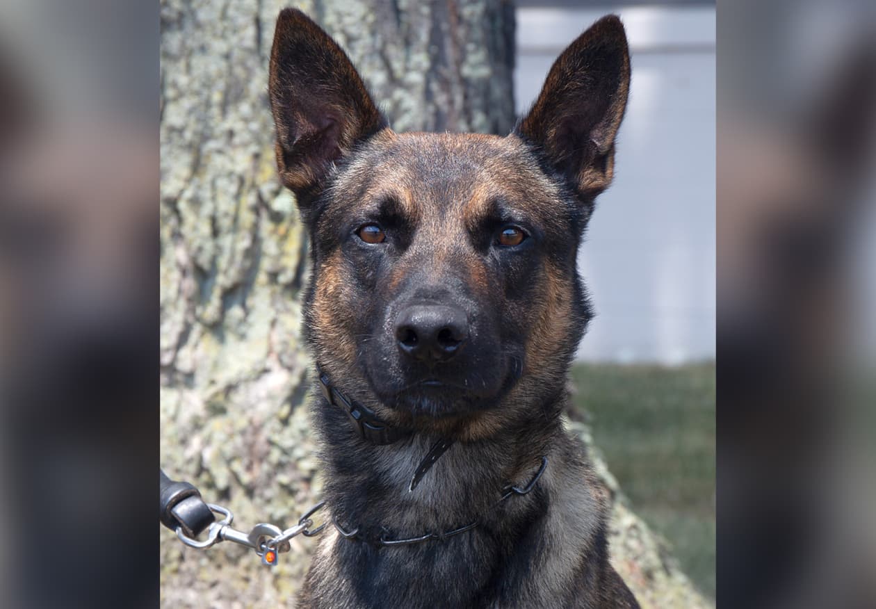 Give that dog a treat! Yoda, the police canine who helped capture ...