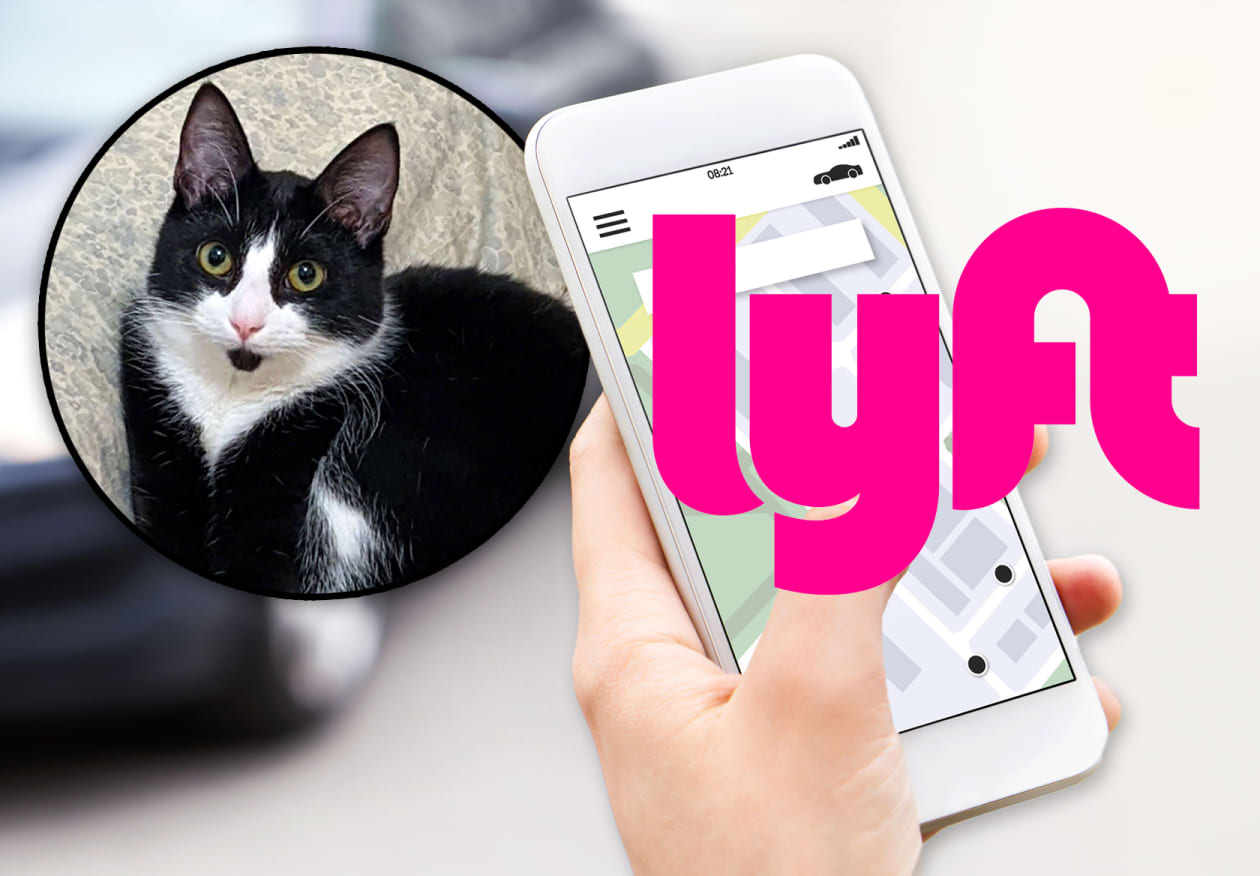 Viral missing Lyft cat has been recovered and is ‘back to her usual ...