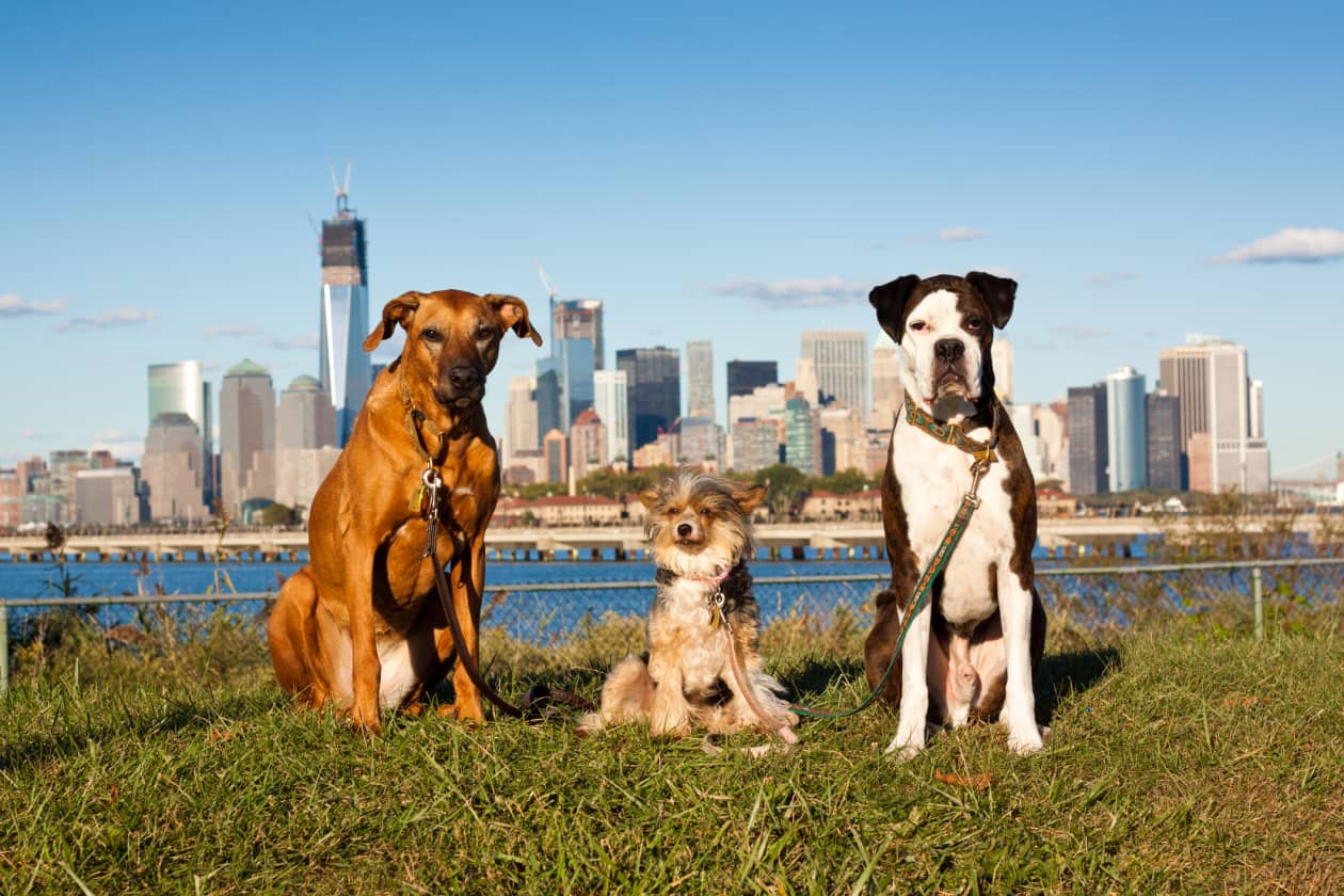 10 of the most pet-friendly cities in the U.S. - MarketWatch